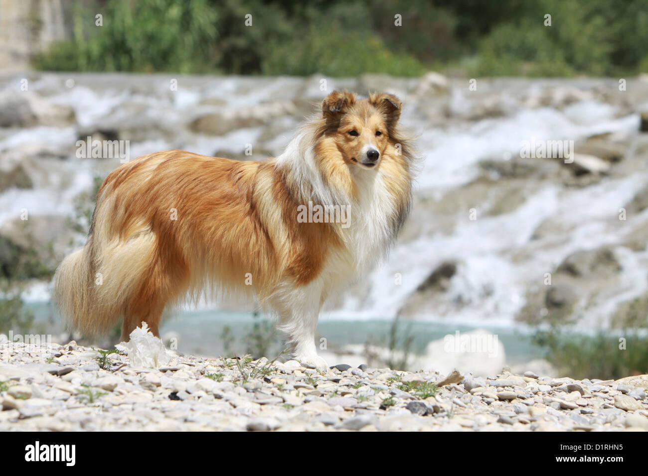 Dog Shetland Sheepdog / Sheltie adult (sable white) standing before a ...