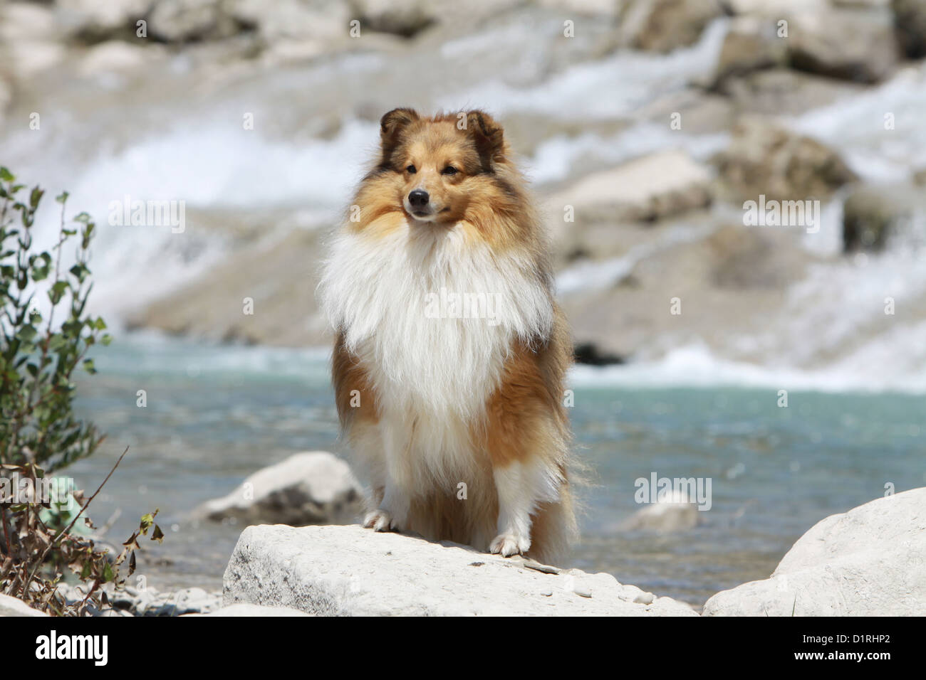 Dog Shetland Sheepdog / Sheltie adult (sable white) standing before a ...