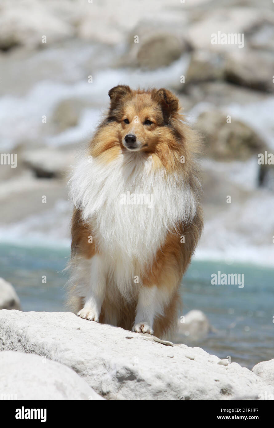 Dog Shetland Sheepdog / Sheltie adult (sable white) standing before a ...
