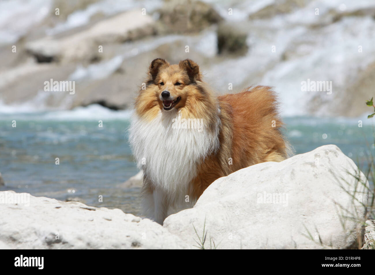 Dog Shetland Sheepdog / Sheltie adult (sable white) standing Stock ...