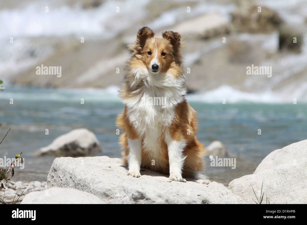 Dog Shetland Sheepdog / Sheltie adult (sable white) sitting before a ...