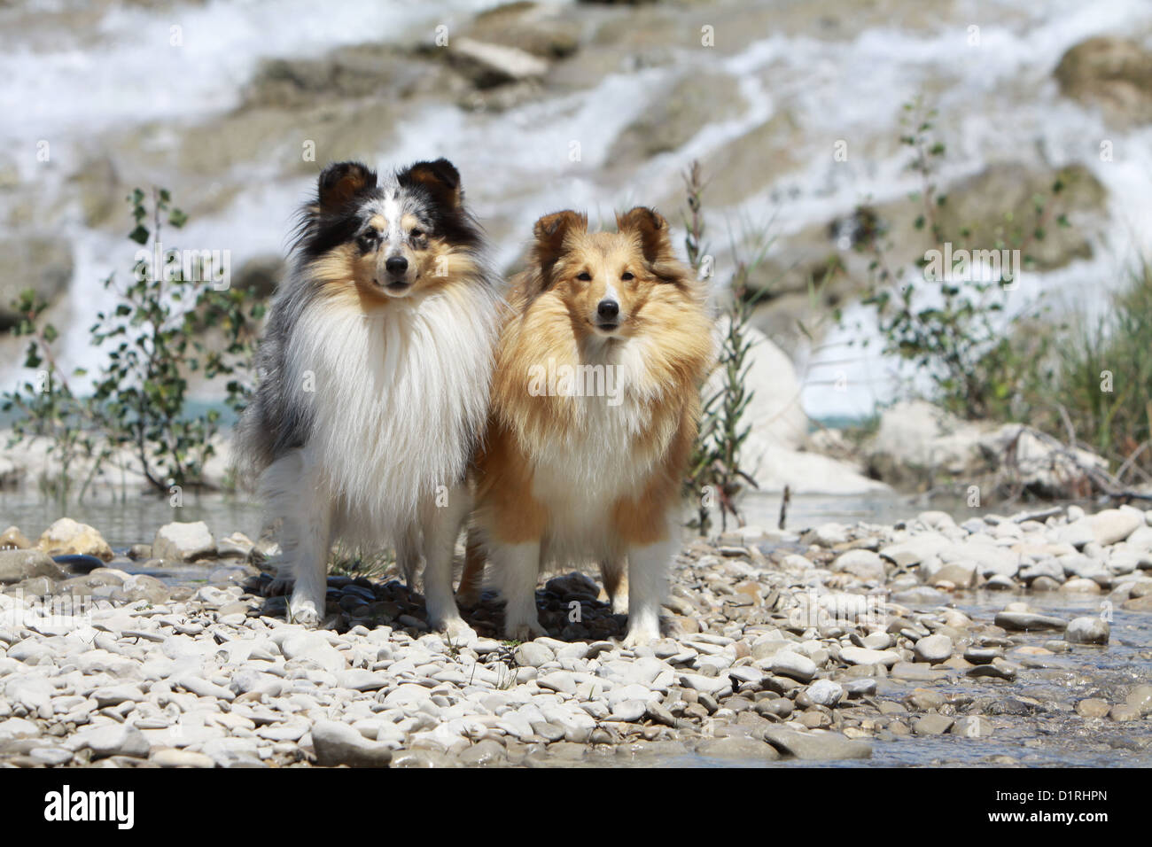 Dog Shetland Sheepdog / Sheltie two adults (blue merle and sable white ...
