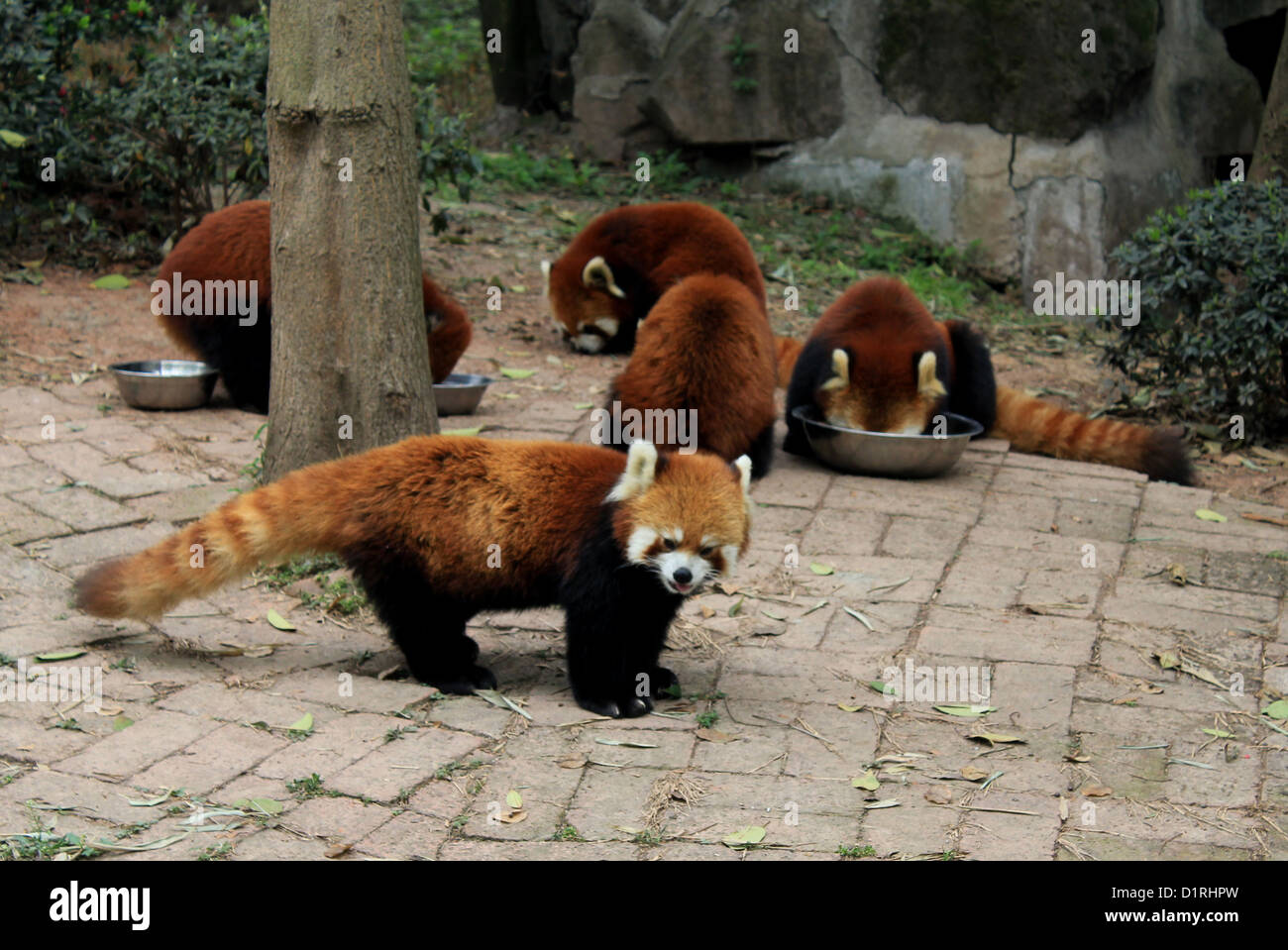 Red pandas at the Chengdu Panda Research Base in China Stock Photo - Alamy