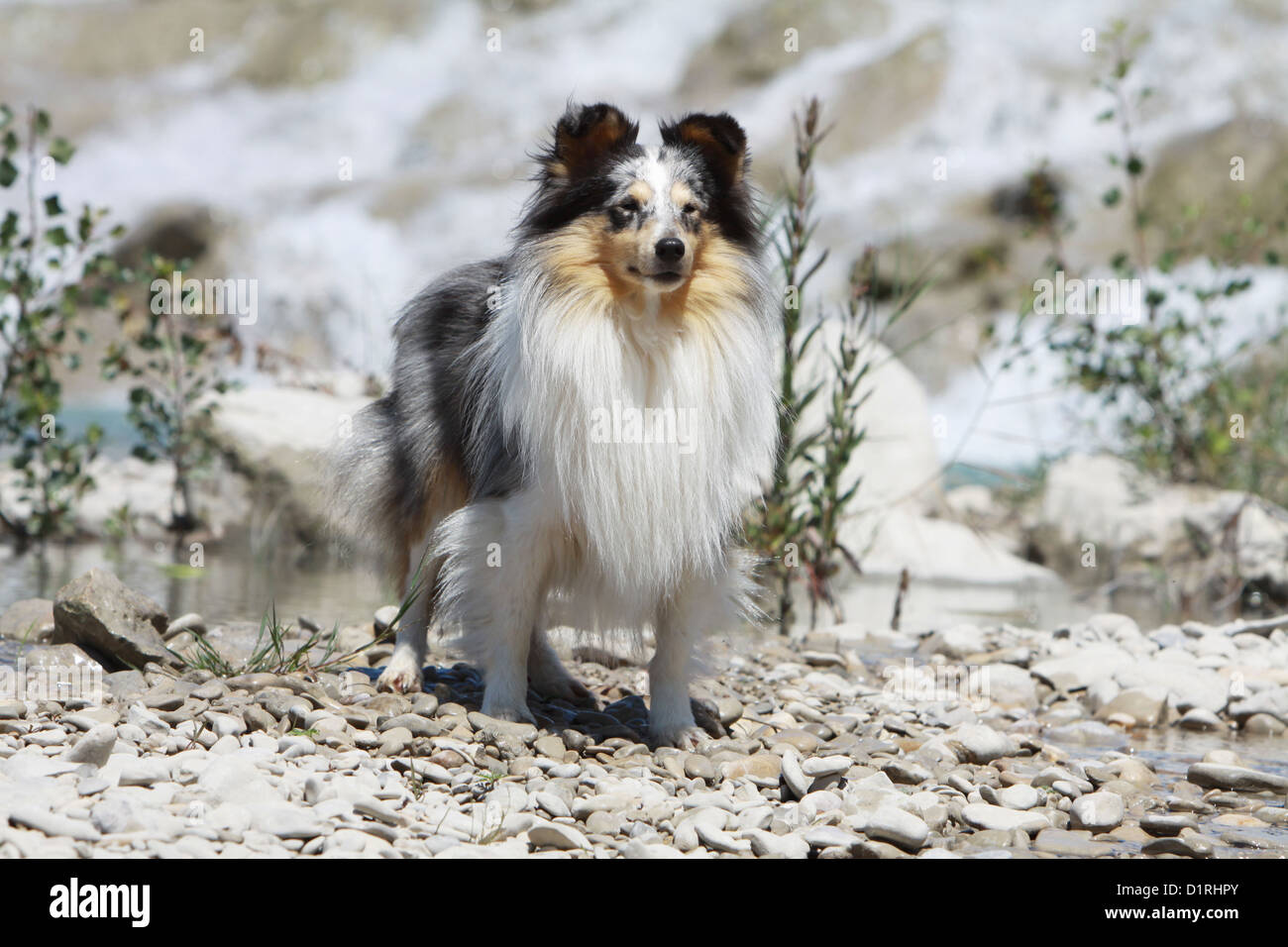 Dog Shetland Sheepdog / Sheltie adult (blue Merle) standing before a ...