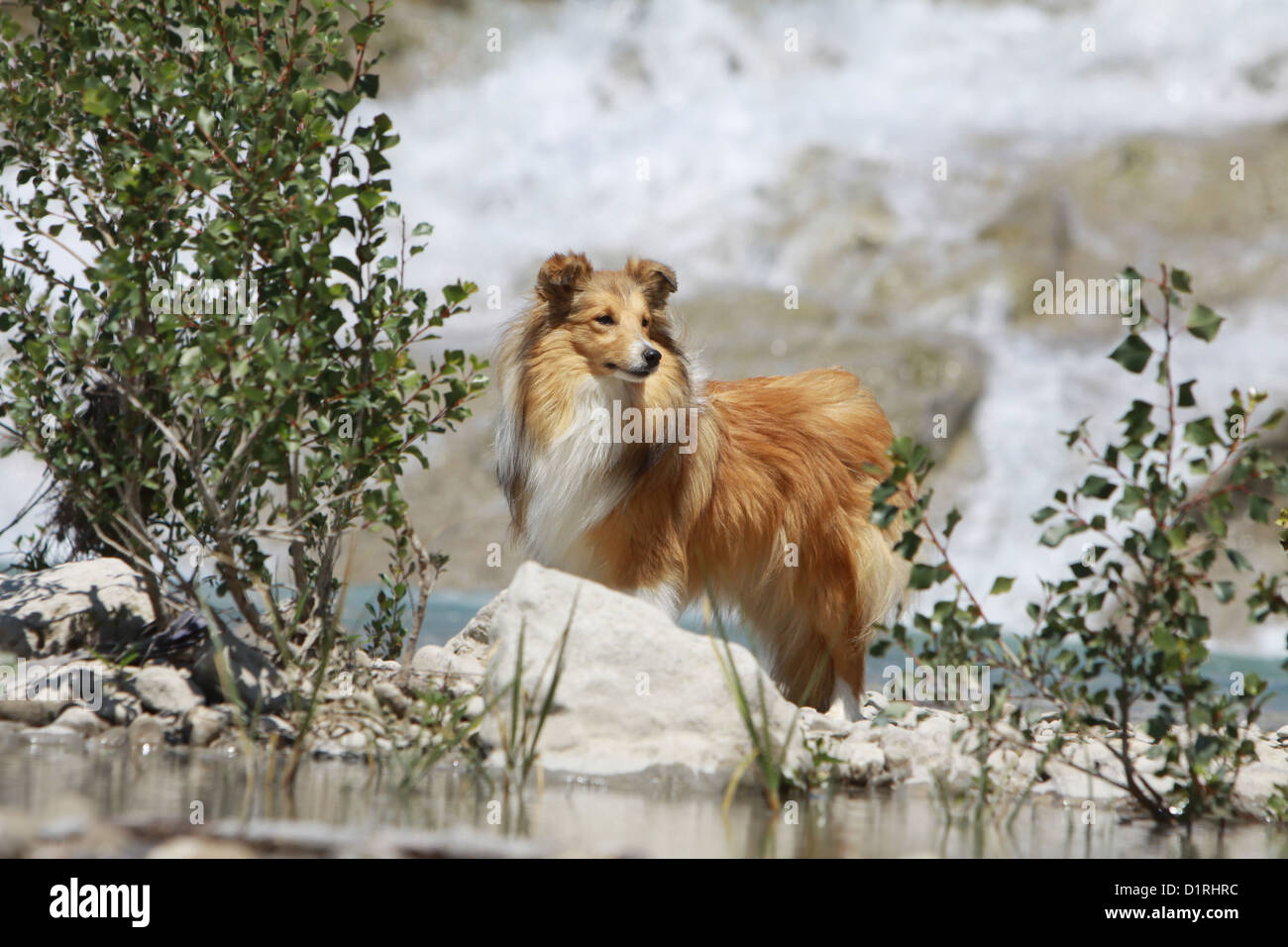 Dog Shetland Sheepdog / Sheltie adult (sable white) standing in water ...