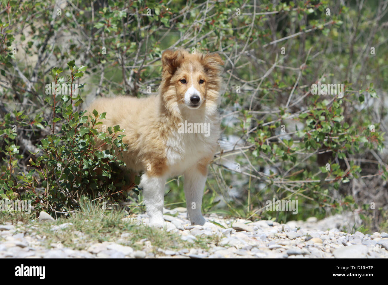 Dog Shetland Sheepdog / Sheltie puppy (sable white) standing Stock ...