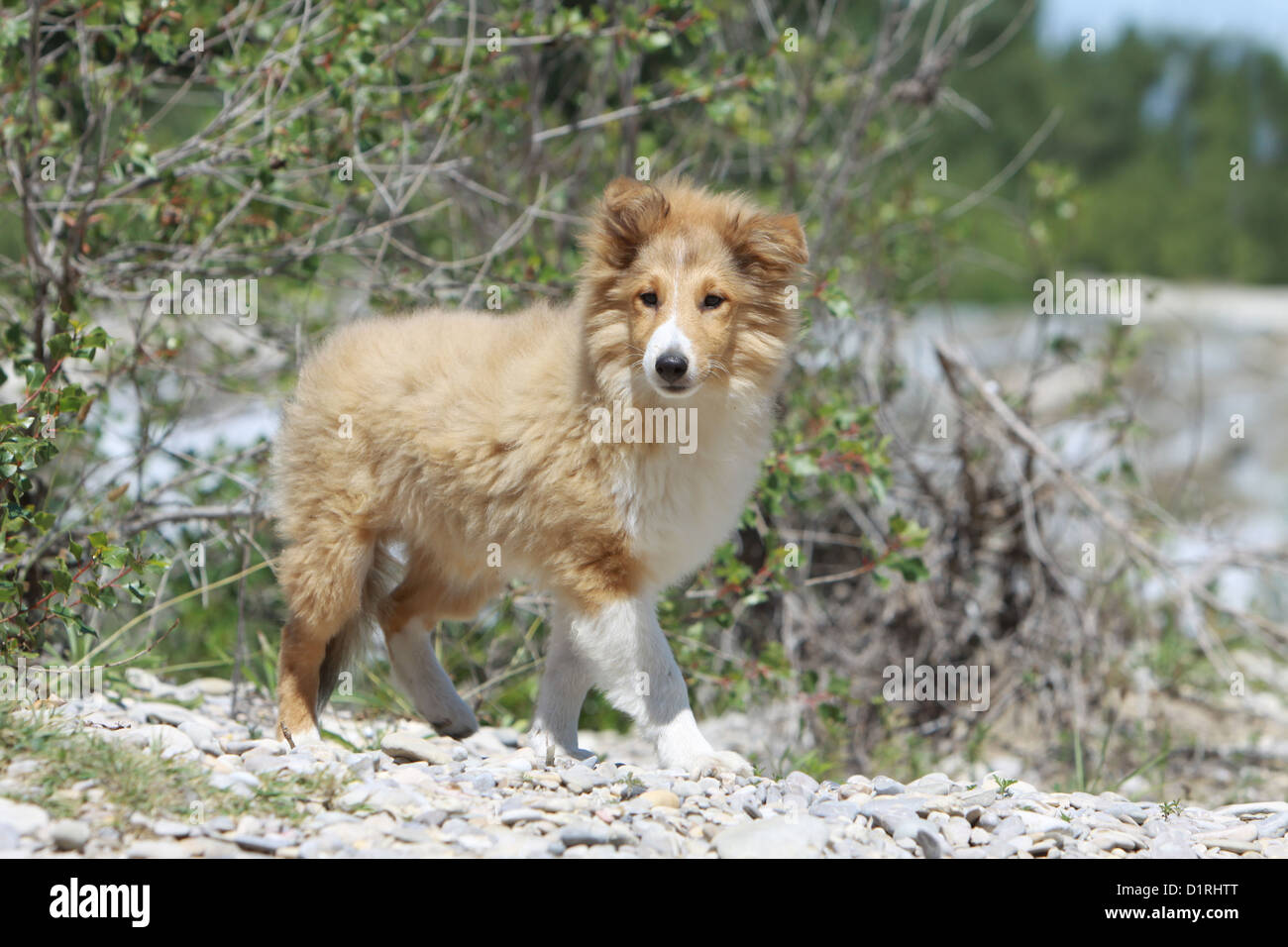 Dog Shetland Sheepdog / Sheltie puppy (sable white) standing Stock ...