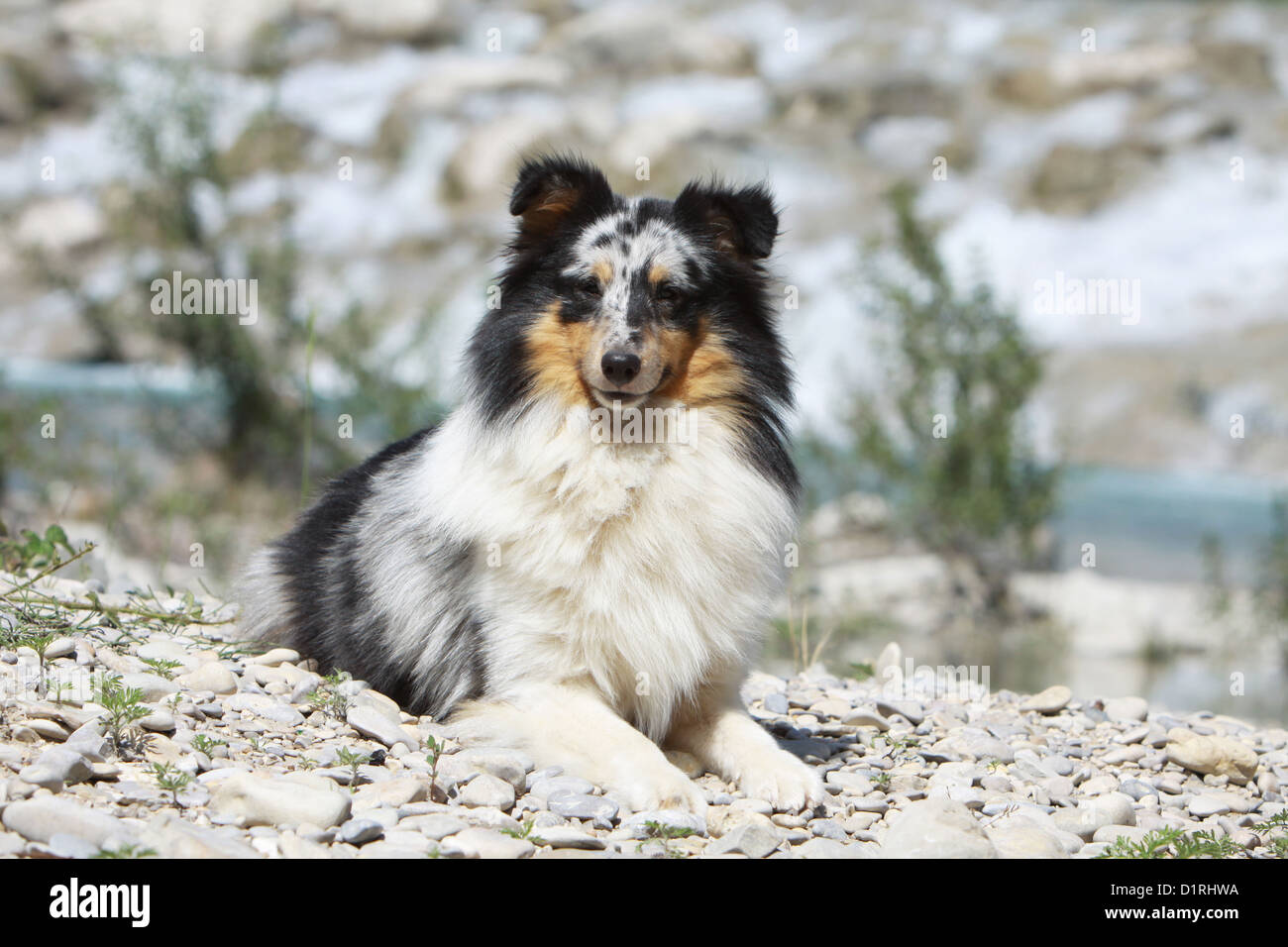 Dog Shetland Sheepdog / Sheltie adult (blue Merle) lying Stock Photo ...