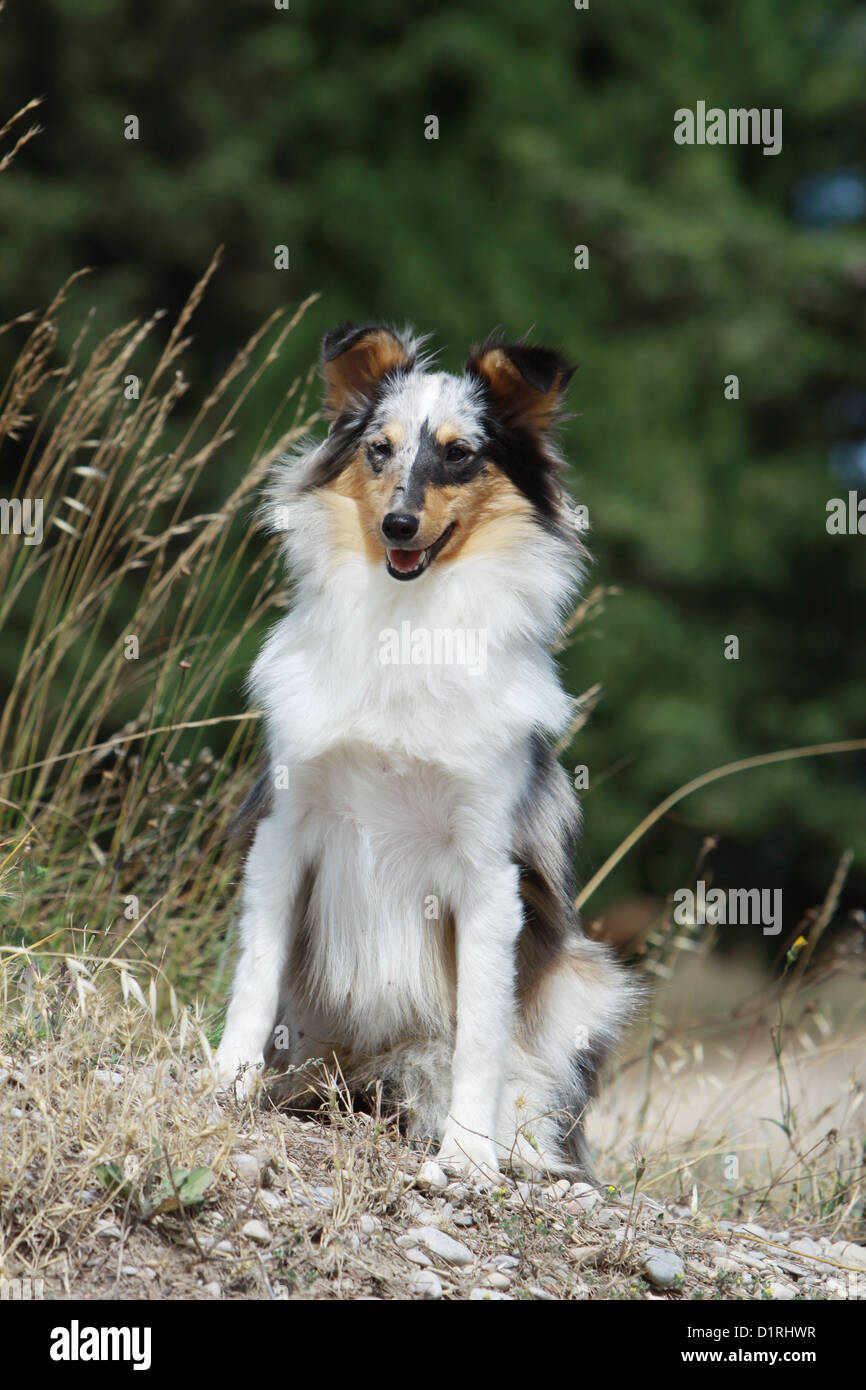 Dog Shetland Sheepdog / Sheltie young (blue merle) sitting Stock Photo ...