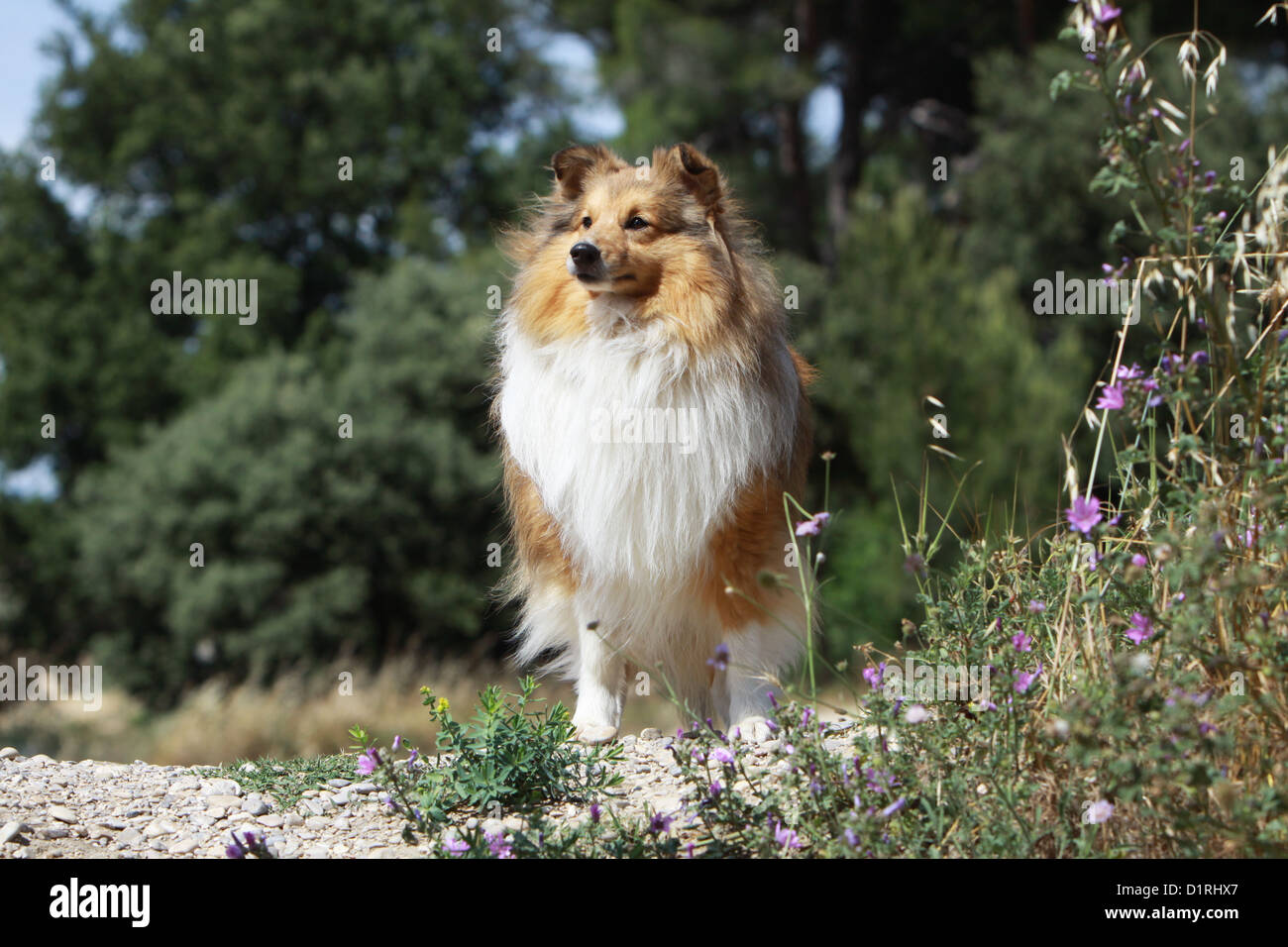 Dog Shetland Sheepdog / Sheltie adult (sable white) standing Stock ...