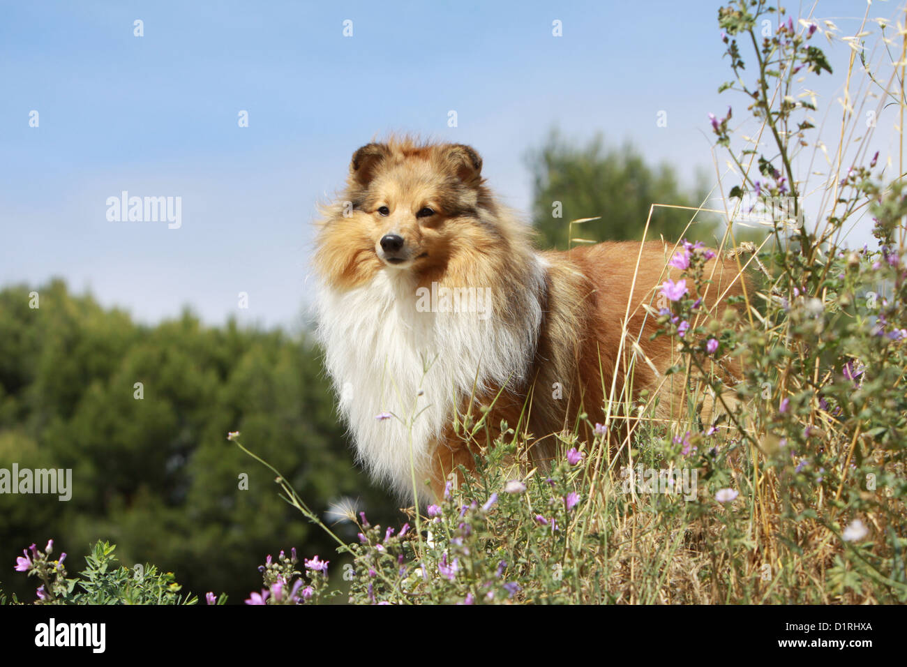 Dog Shetland Sheepdog / Sheltie adult (sable white) portrait Stock ...
