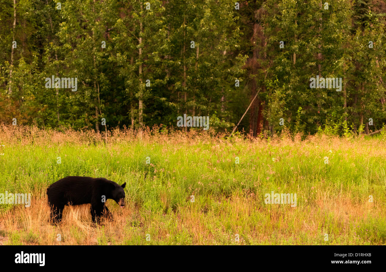 Photo of bear hi-res stock photography and images - Alamy