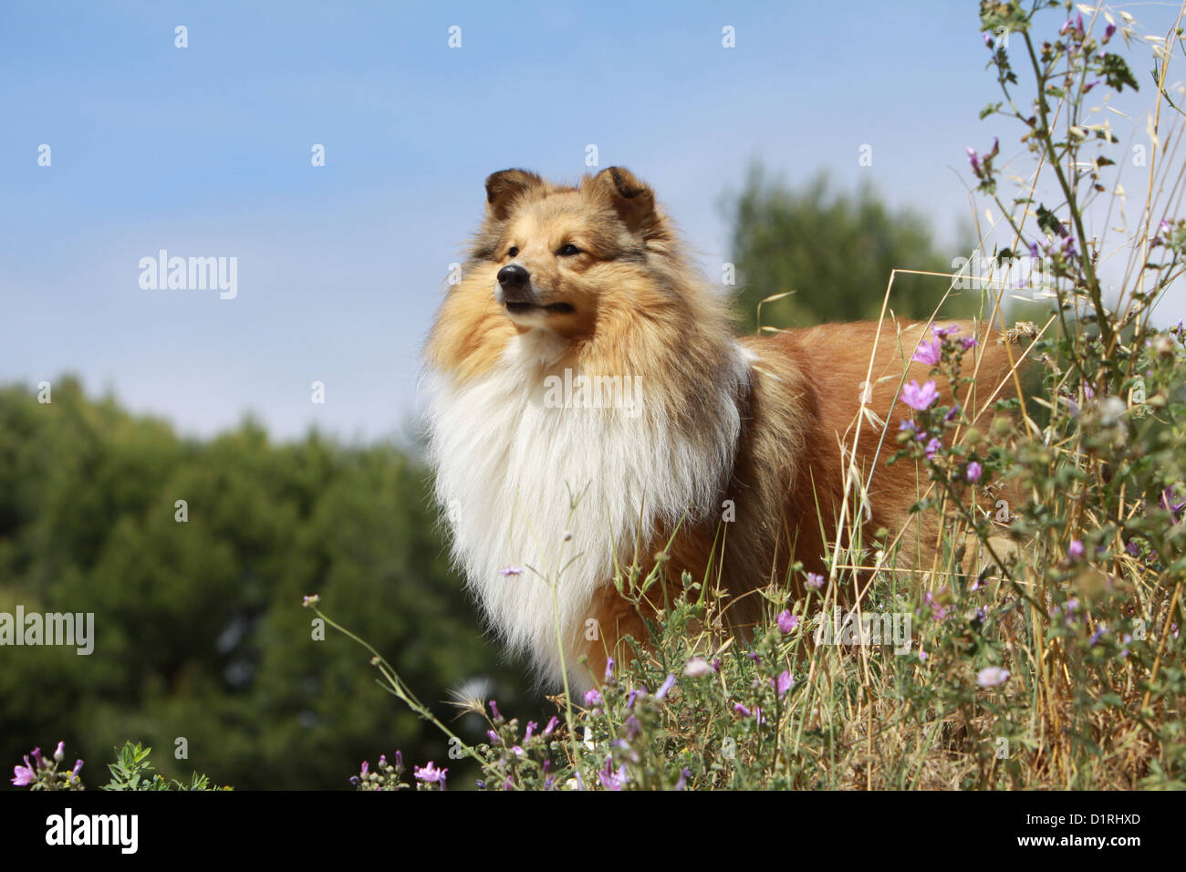 Dog Shetland Sheepdog / Sheltie adult (sable white) standing Stock ...