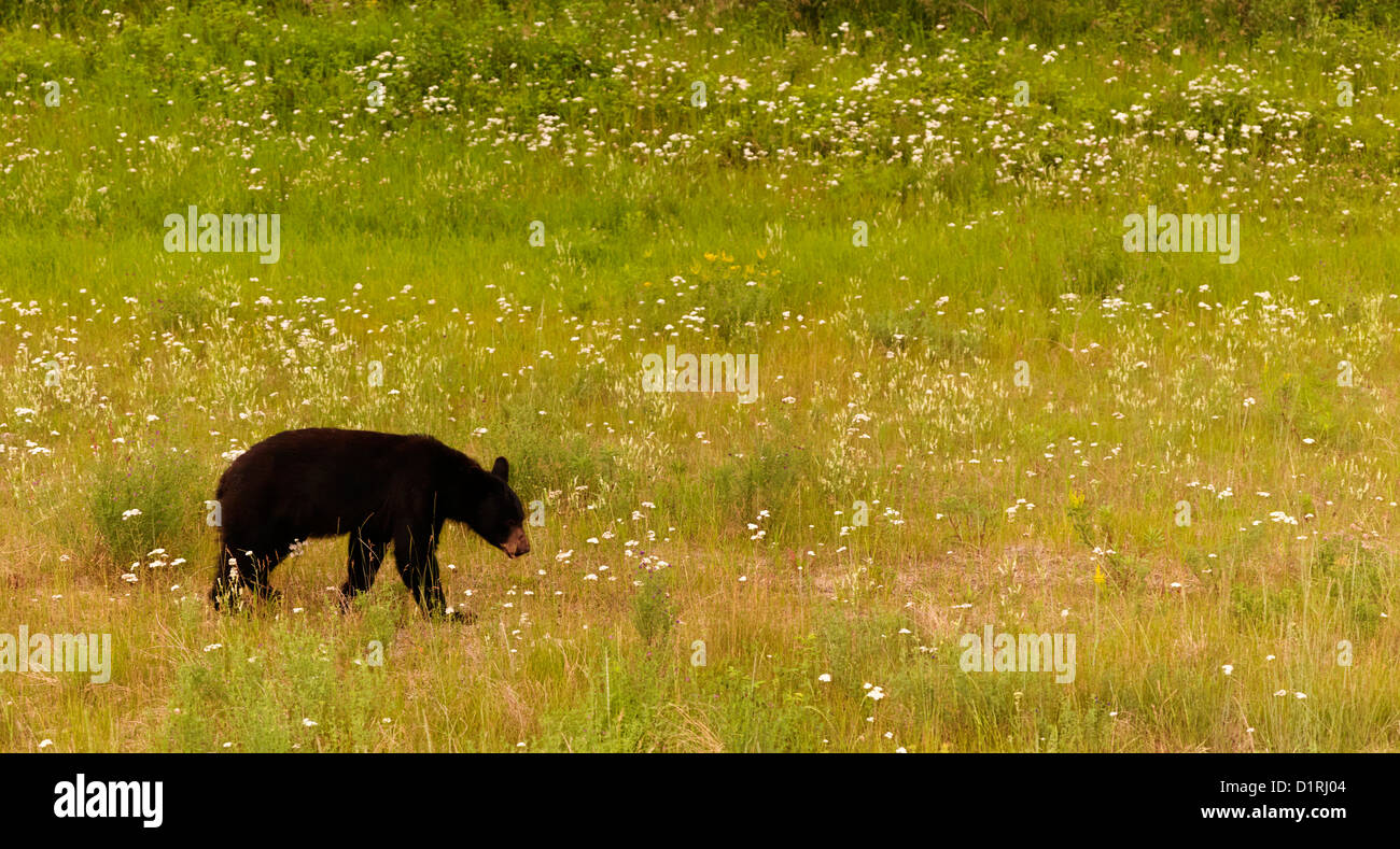 Black Bear roaming around feeding on the green spring grass Stock Photo ...