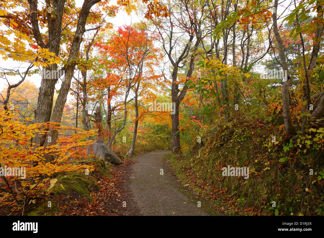 A colorful autumn path in the forest, Fukushima, Japan Stock Photo - Alamy