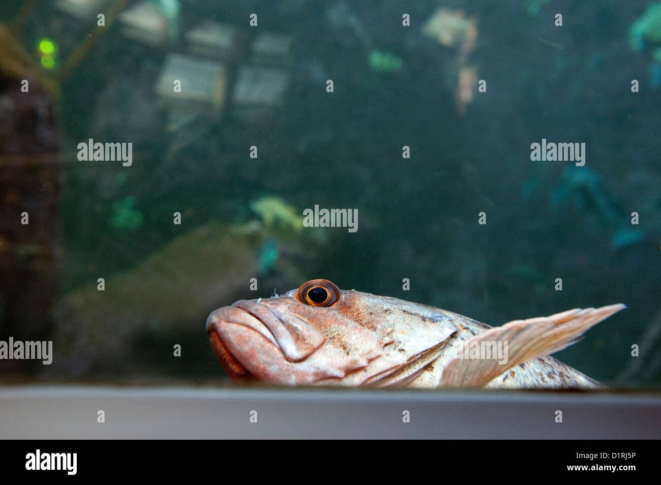 Sebastes pinniger canary rockfish hi-res stock photography and images ...