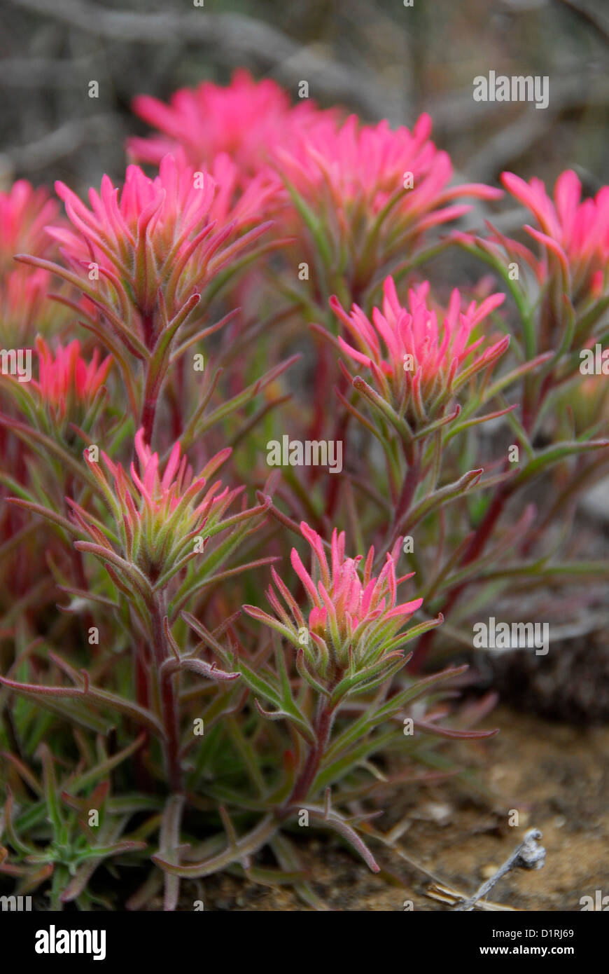 Paintbrush flowering along Oregon's Owyhee River Stock Photo - Alamy