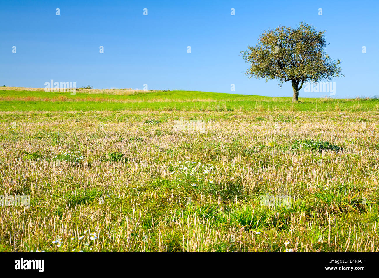 Lonely pear tree on a field, by Beckingen, Saarland / Germany Stock ...