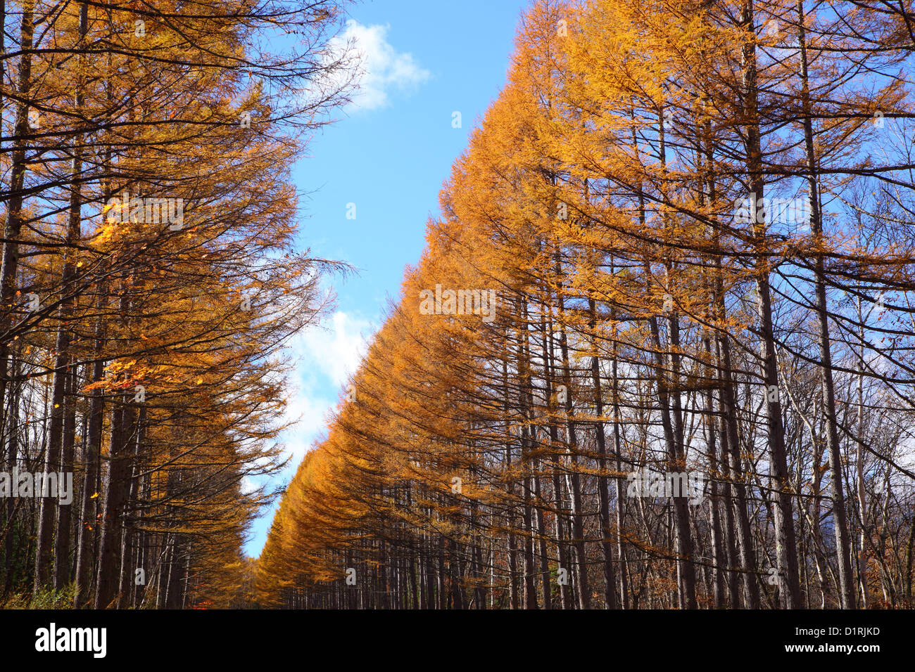 yellow leaves of Japanese larch avenue, Nagano, Japan Stock Photo - Alamy