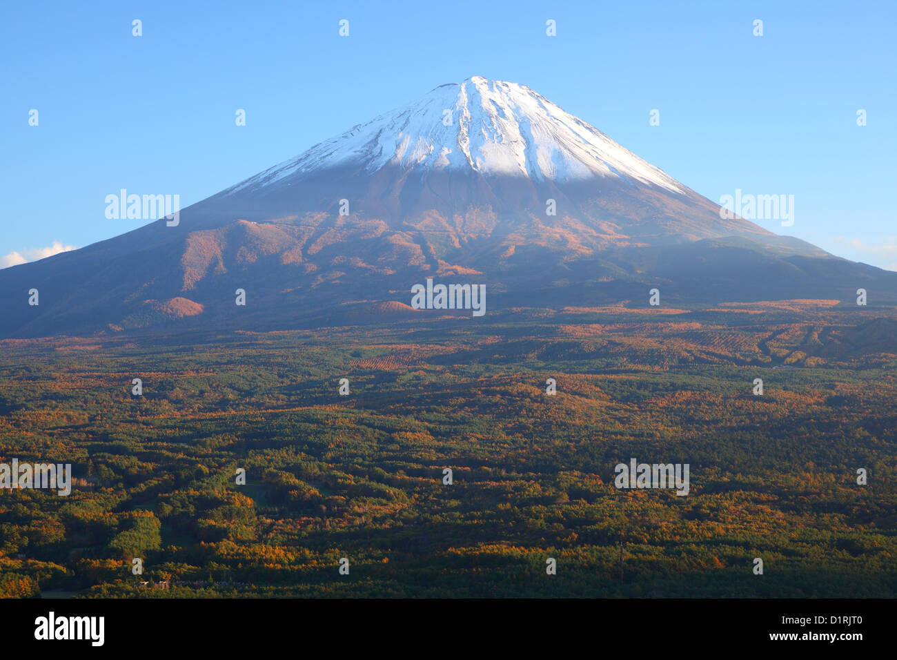 View of Mt. Fuji with Aokigahara forest in autumn, Yamanashi, Japan ...