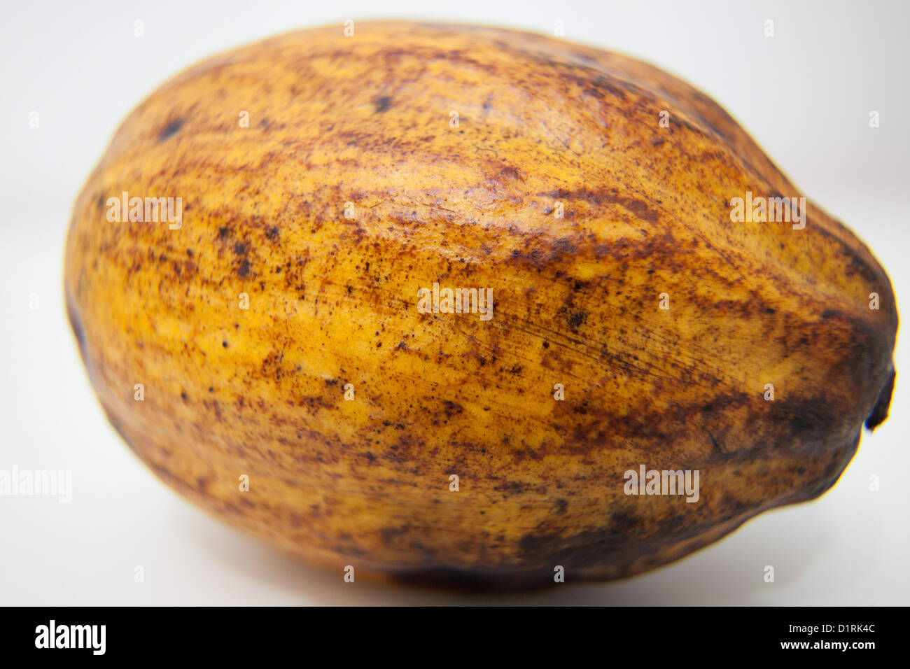 Yellow Cocoa Pod (Cacao) close up Stock Photo - Alamy