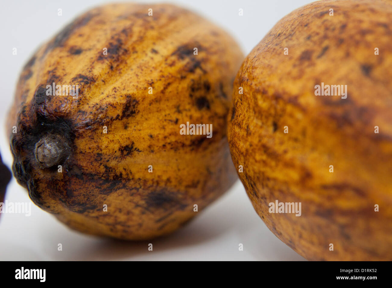 Yellow Cocoa Pods (Cacao) packshot Stock Photo - Alamy