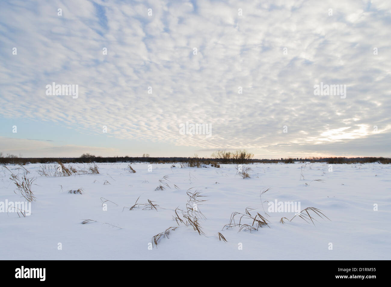 Canarygrass High Resolution Stock Photography and Images - Alamy