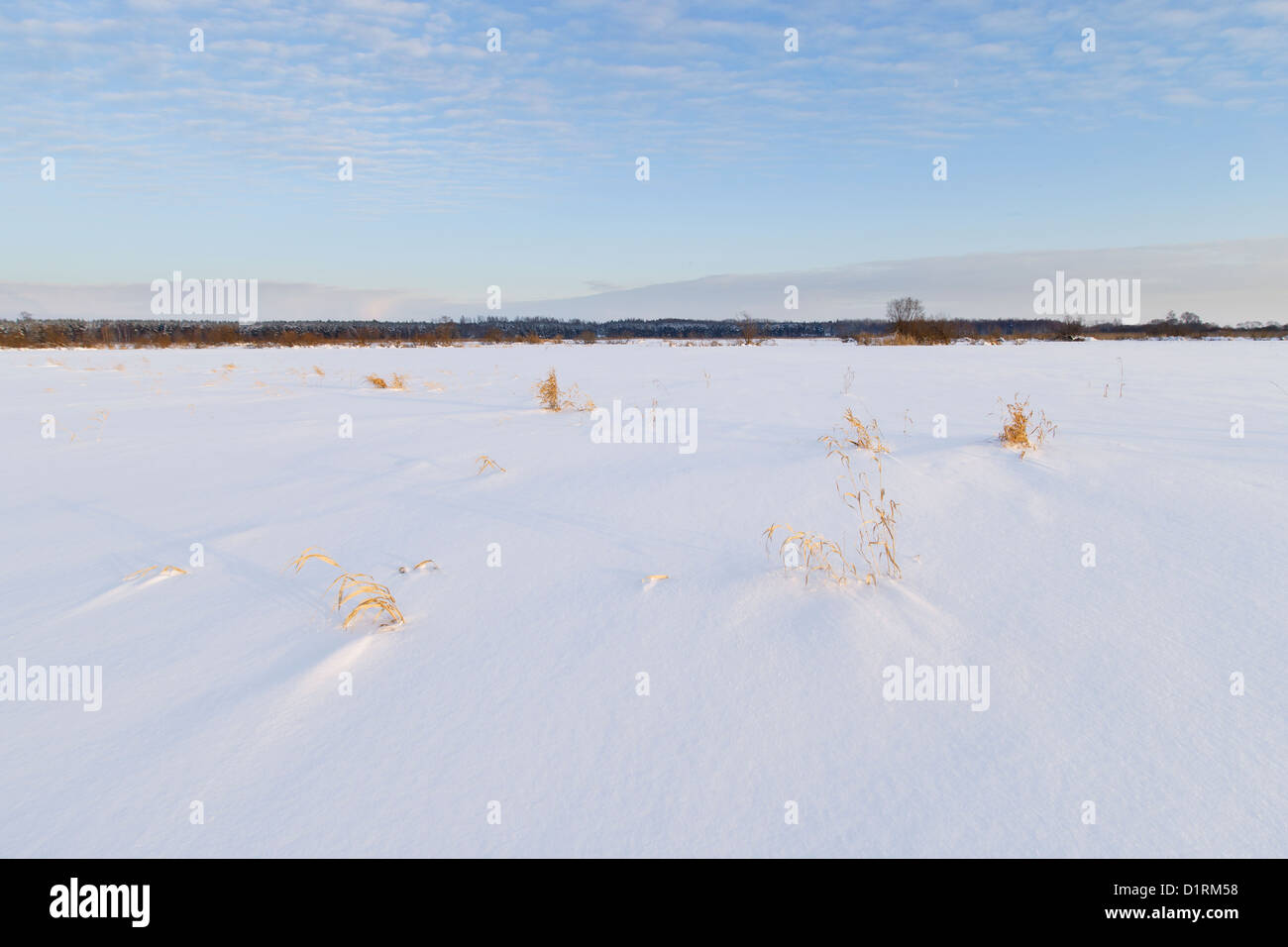 Canarygrass High Resolution Stock Photography and Images - Alamy