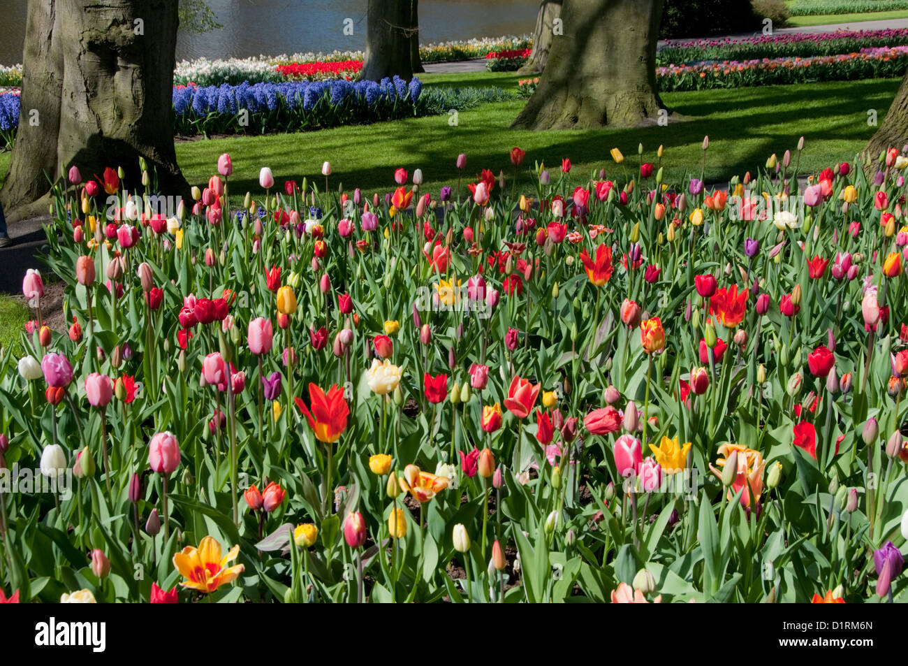 Keukenhof Gardens, Lisse, Holland Stock Photo - Alamy