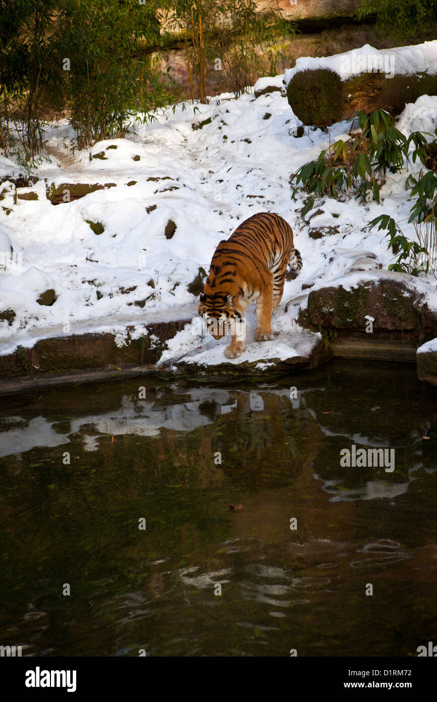 Tiger at Nuremberg Zoo, Germany Stock Photo - Alamy