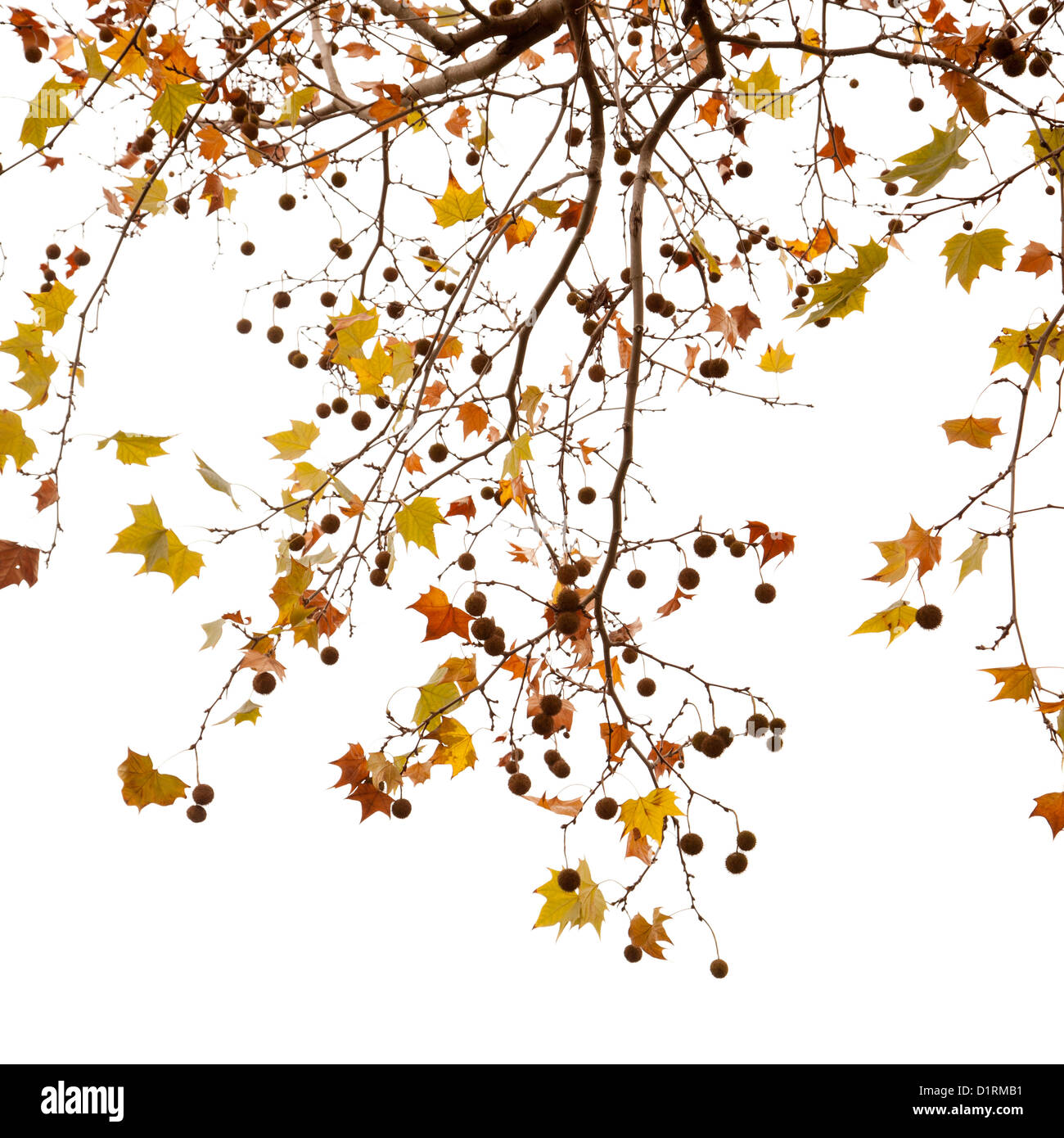 plane tree branch isolated on white Stock Photo - Alamy