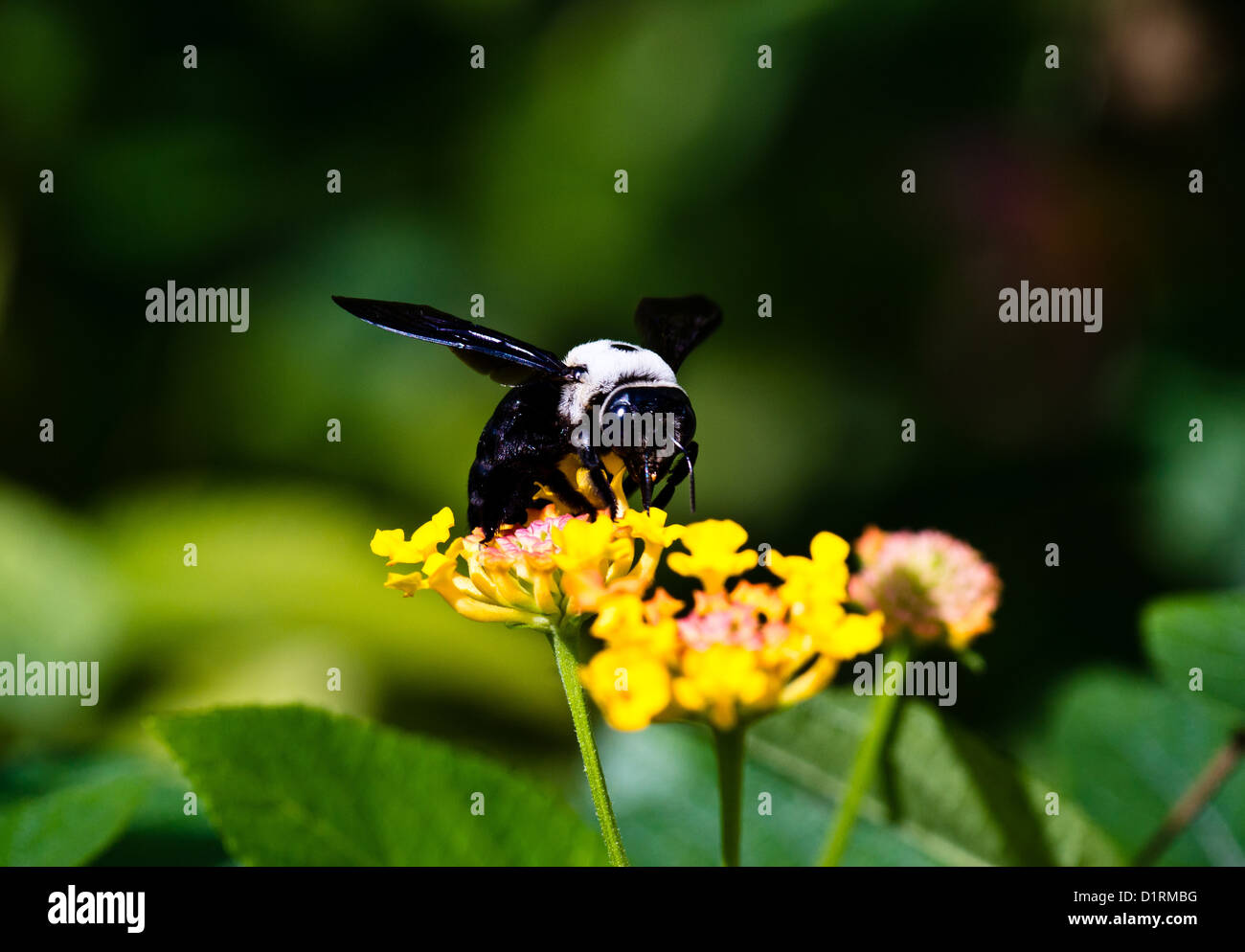 A carpenter bee collecting pollen (Xylocopa Stock Photo - Alamy