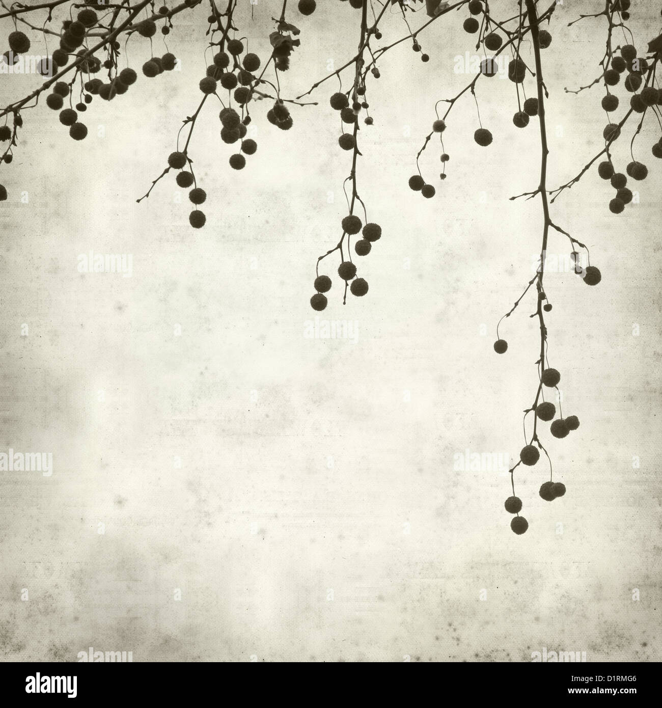 textured old paper background with plane tree branch Stock Photo - Alamy