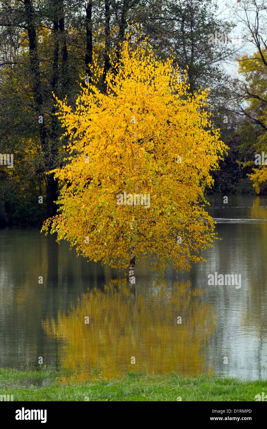 Small birch tree in the middle of flooding river Stock Photo - Alamy