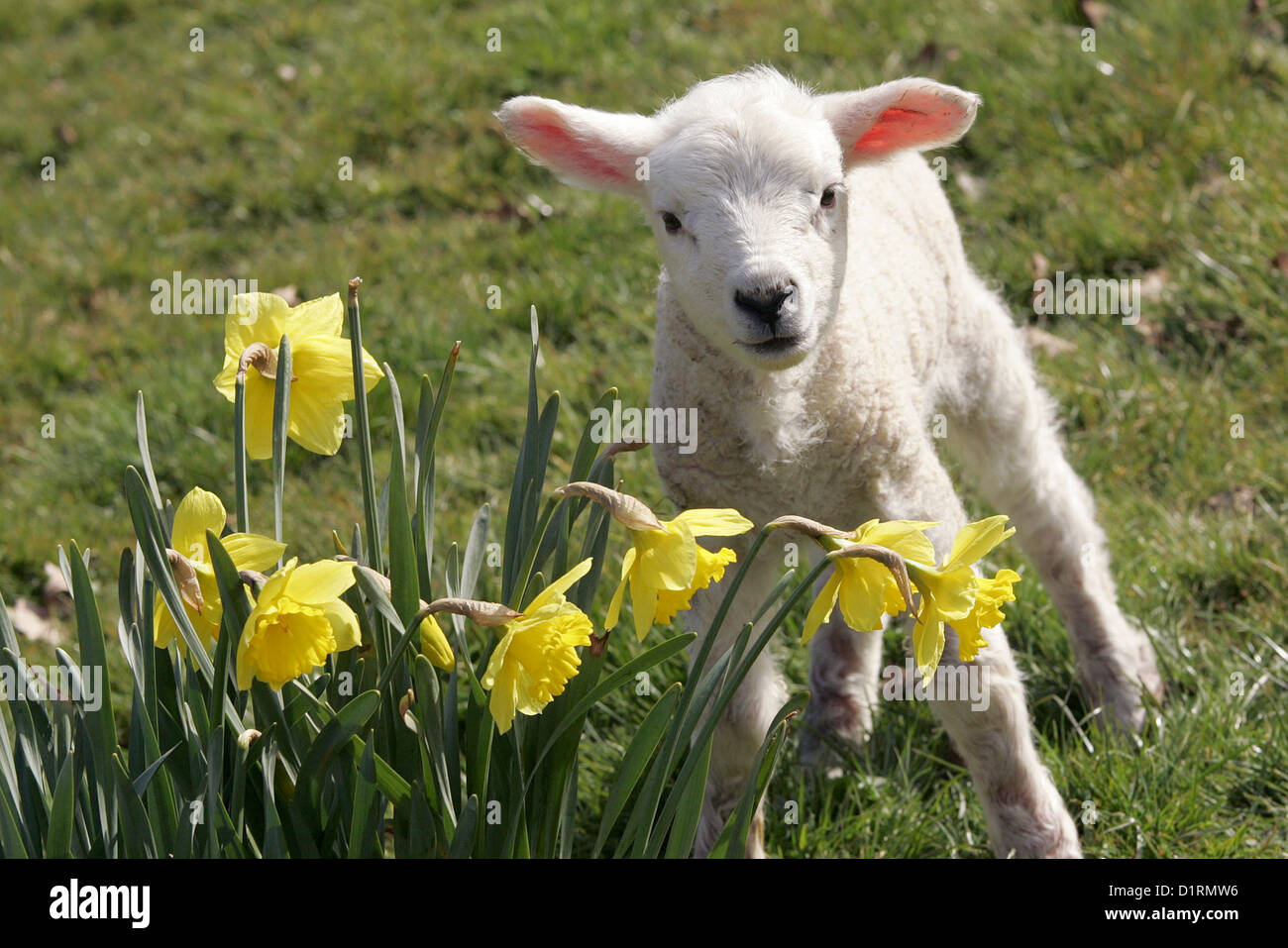 A Spring lamb in daffodils in the Sussex countryside Stock Photo - Alamy