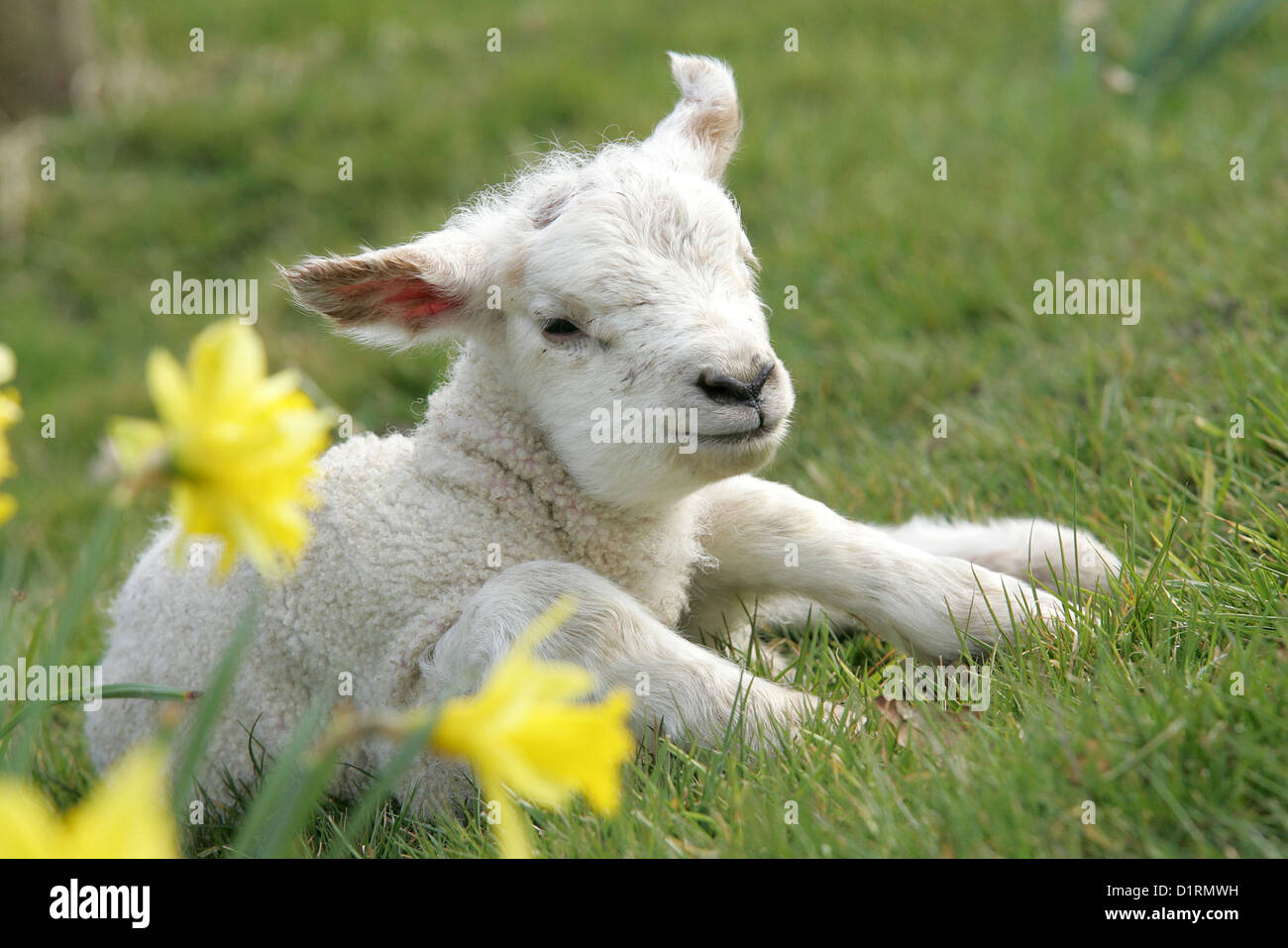 A Spring lamb in daffodils in the Sussex countryside Stock Photo - Alamy