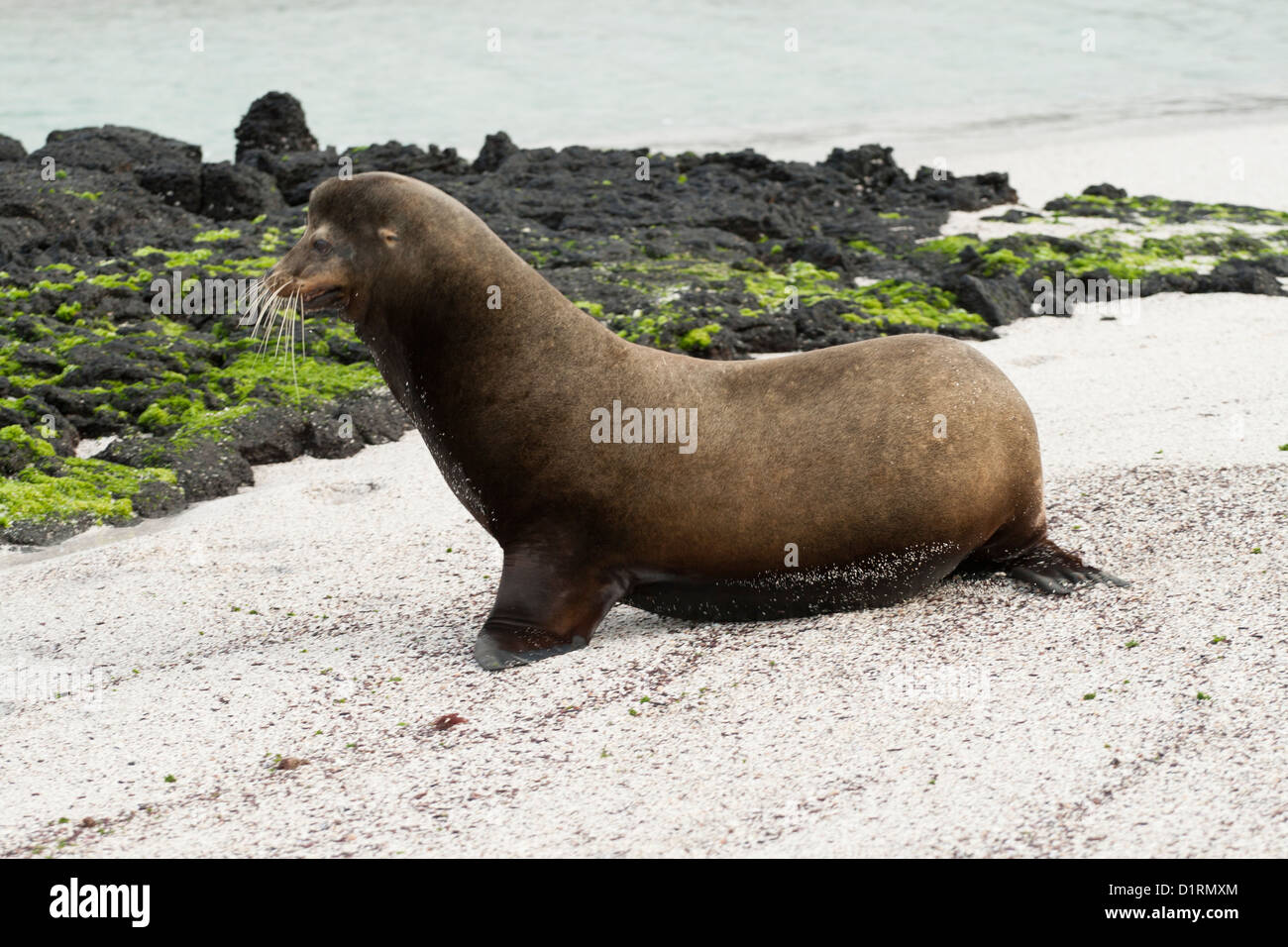 Male sea lion hi-res stock photography and images - Alamy