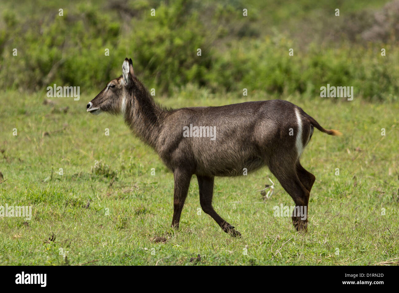 Waterbuck, Arusha National Park, Tanzania, East Africa Stock Photo - Alamy
