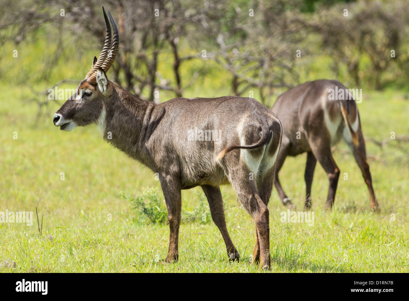 Waterbuck, Arusha National Park, Tanzania, East Africa Stock Photo - Alamy