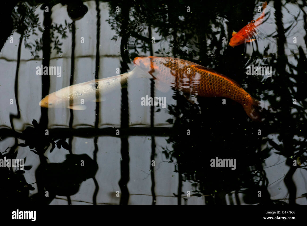 Temperate fish hi-res stock photography and images - Alamy