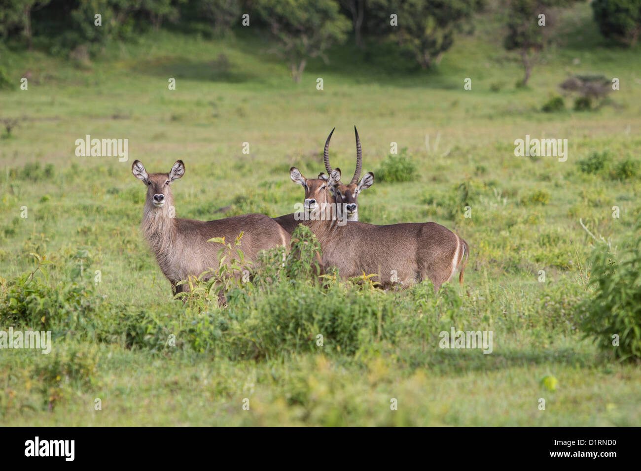 East africa wildlife hi-res stock photography and images - Alamy