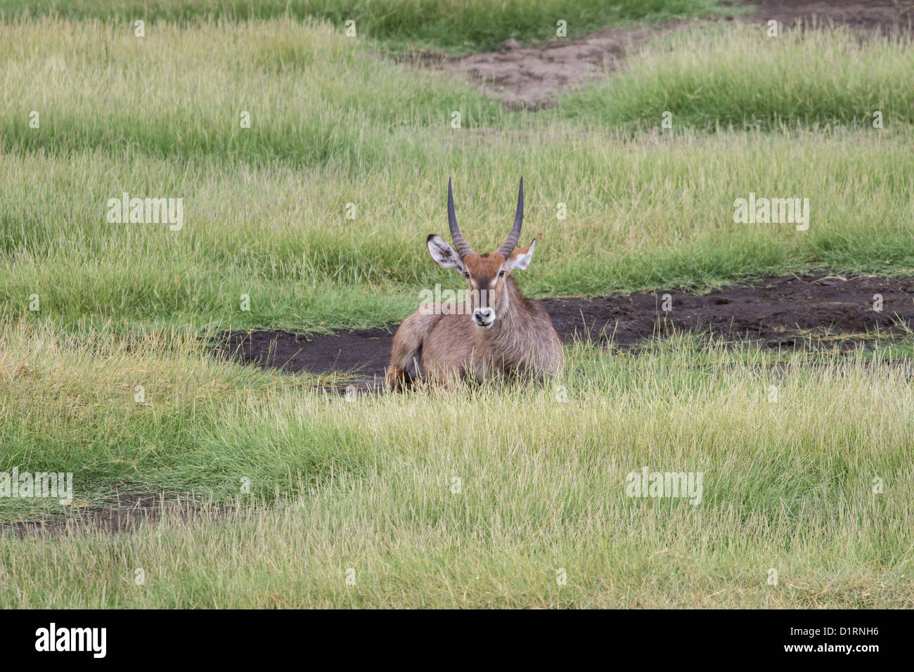 Waterbuck, Arusha National Park, Tanzania, East Africa Stock Photo - Alamy