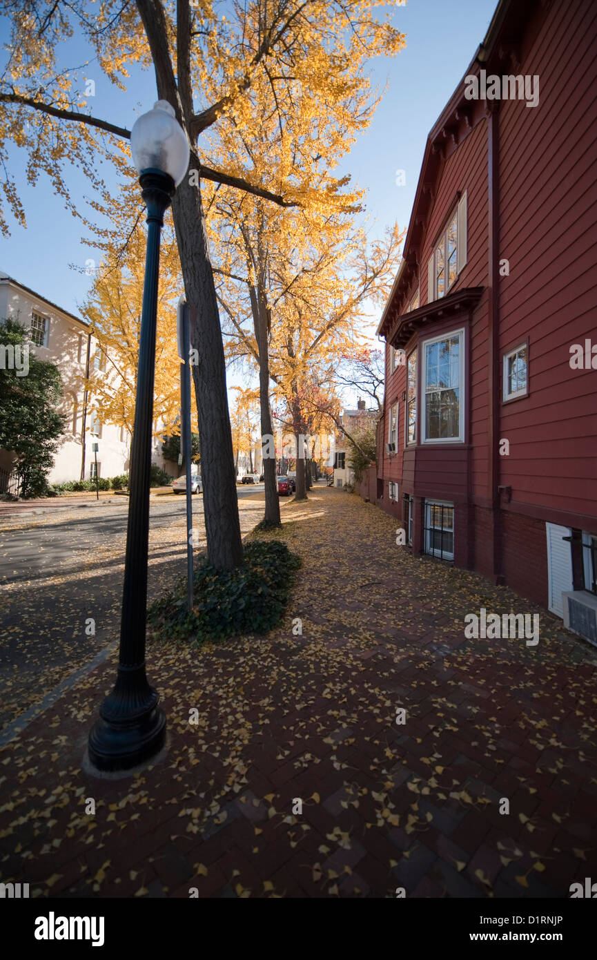 Leafy street of old houses in the historic district of Georgetown in ...