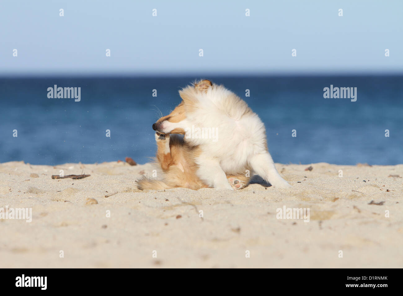 Sand fleas hi-res stock photography and images - Alamy