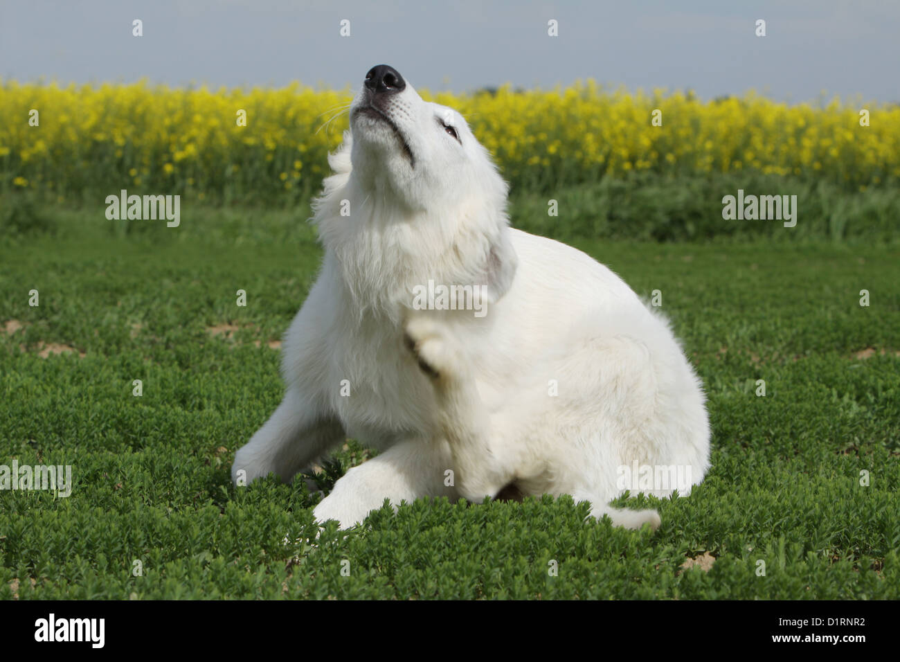 Dog scratching itself hi-res stock photography and images - Alamy
