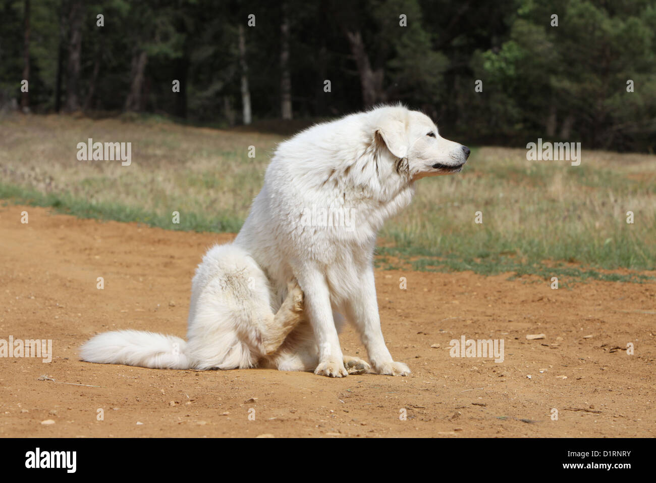 Dog Scratching On White High Resolution Stock Photography and Images ...