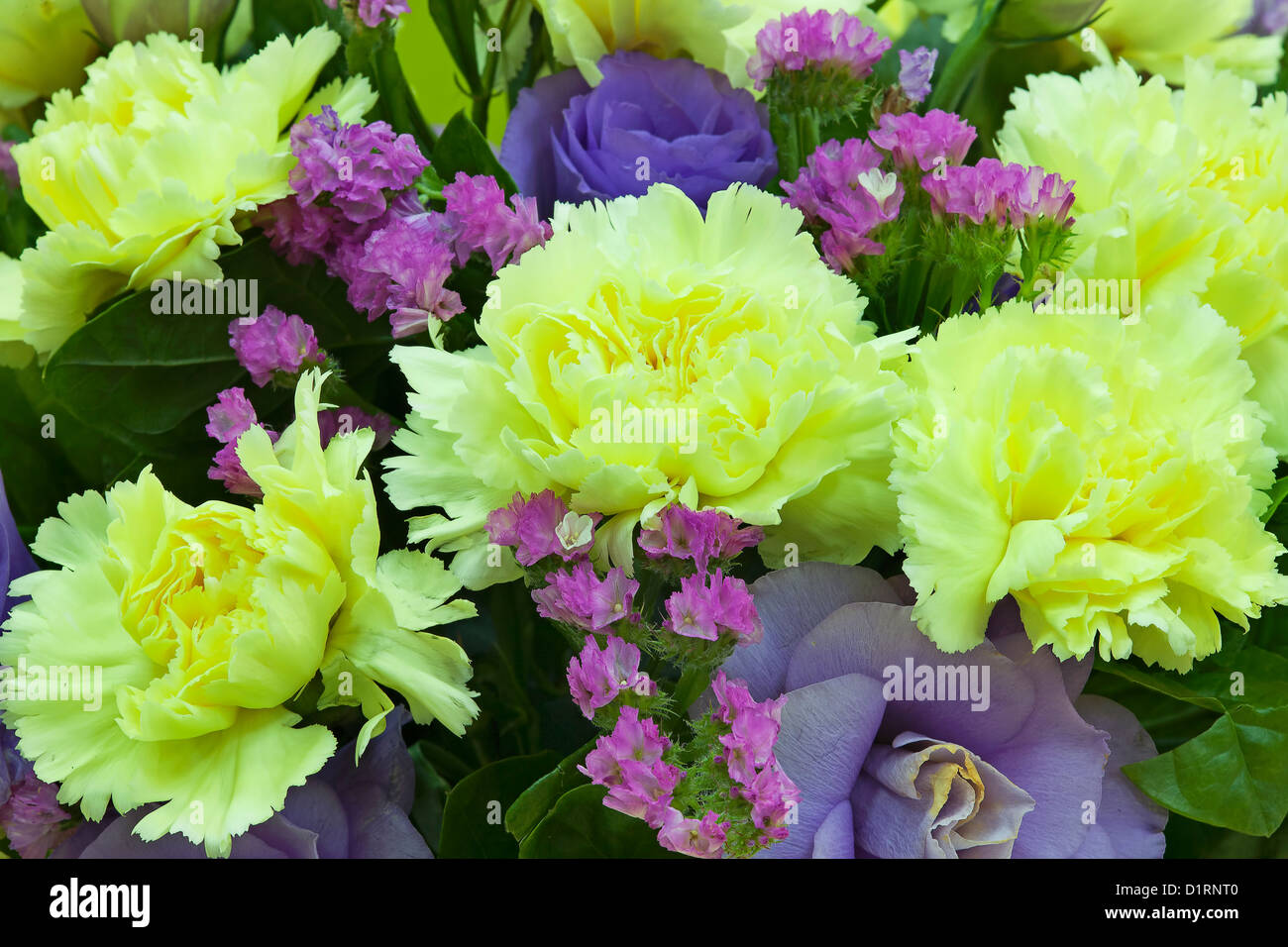 Eustoma flowers with nice background color Stock Photo - Alamy