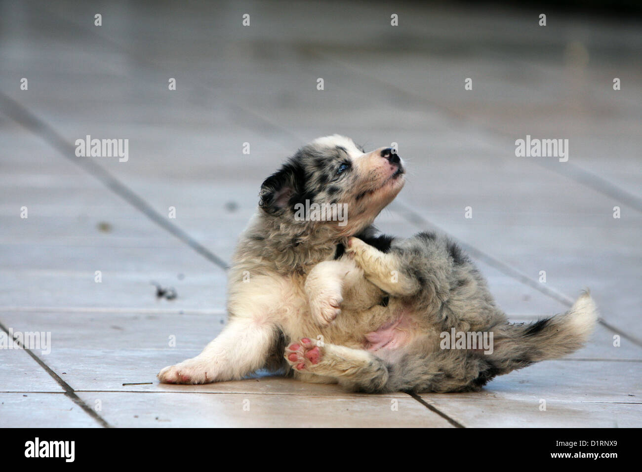 Dog scratching himself / puppy Border Collie Stock Photo - Alamy