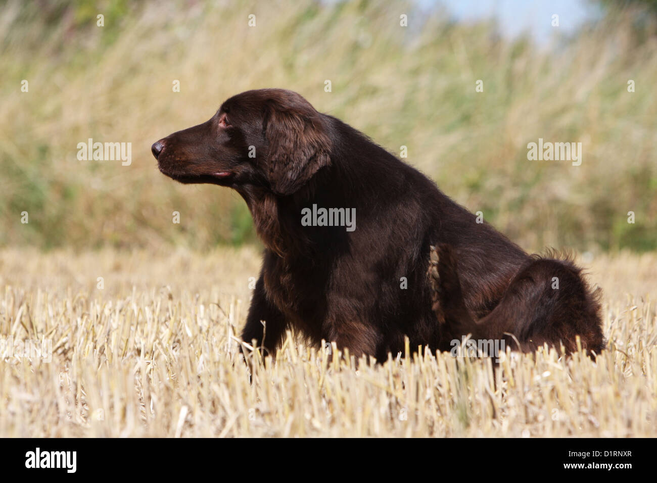 Dog scratching itself hi-res stock photography and images - Alamy