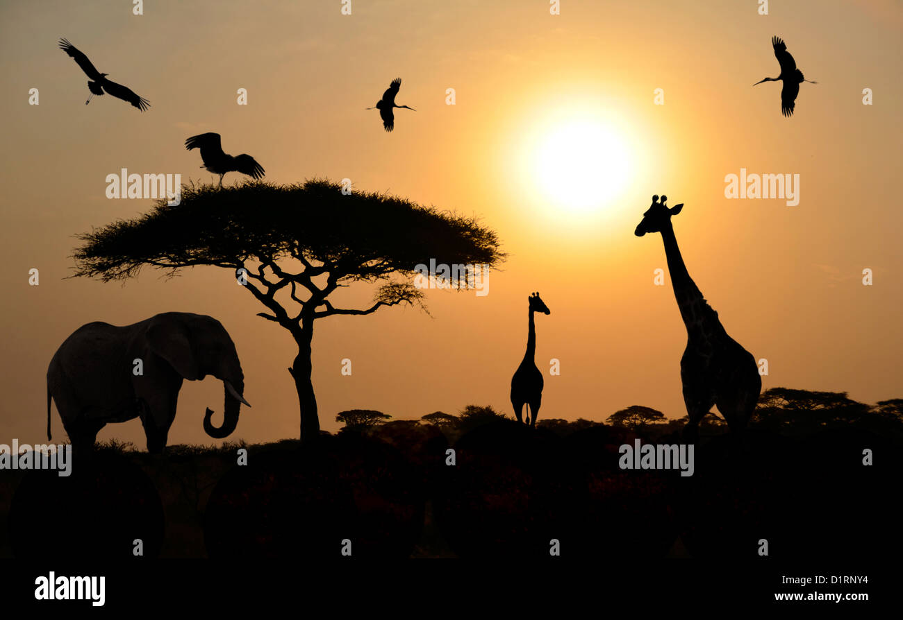 Animals silhouettes standing over sunset on safari in Africa. Elephant ...